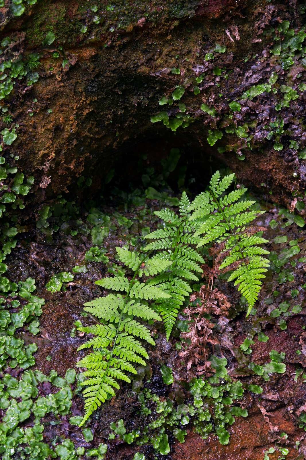 Ferns on Cliff Wall with Liverwort | Stock image | Colourbox