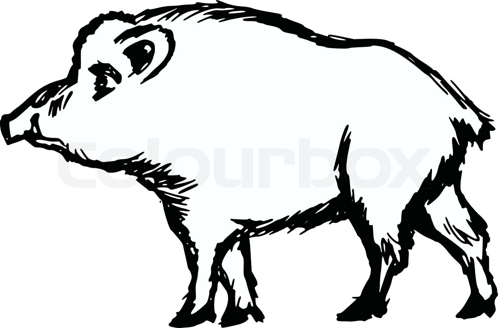 wild boar | Stock vector | Colourbox