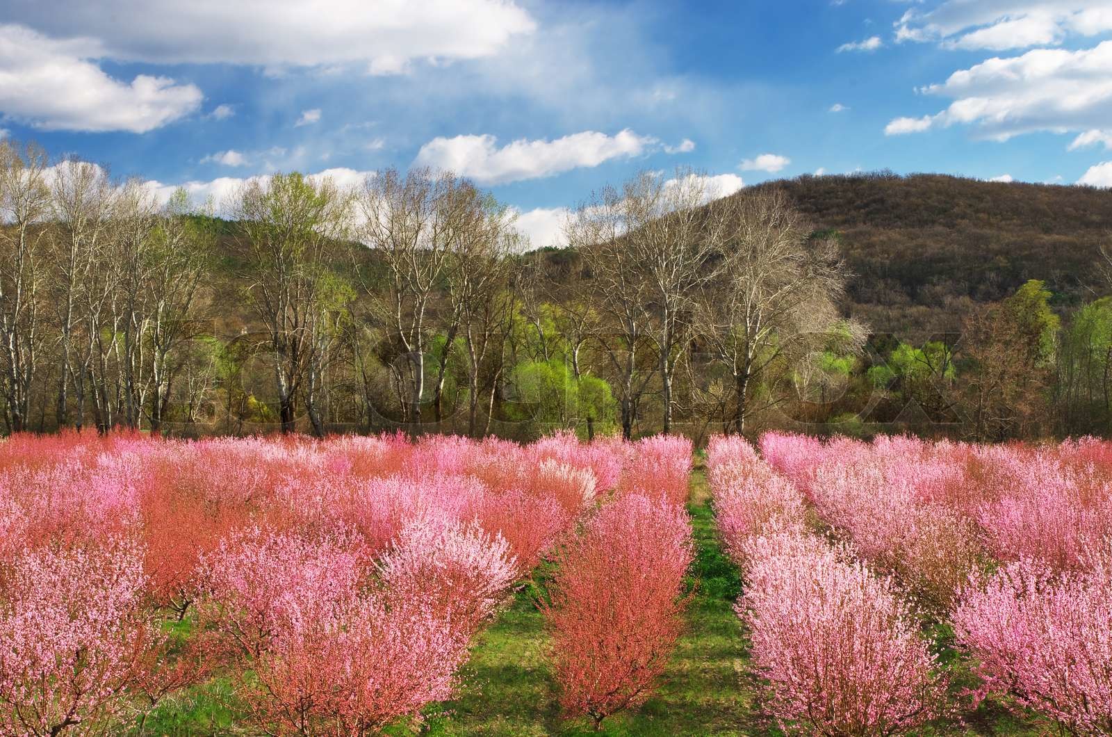Obstgarten-Bauernhof | Stock Bild | Colourbox