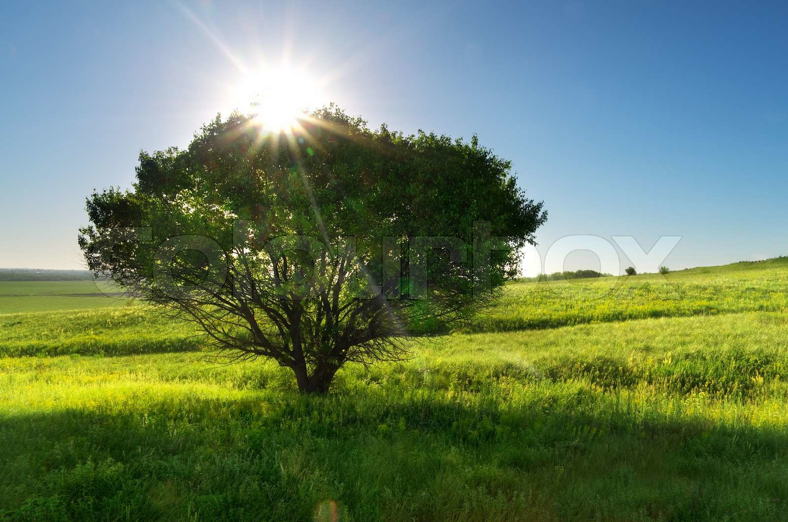 Spring tree and meadow | Stock image | Colourbox