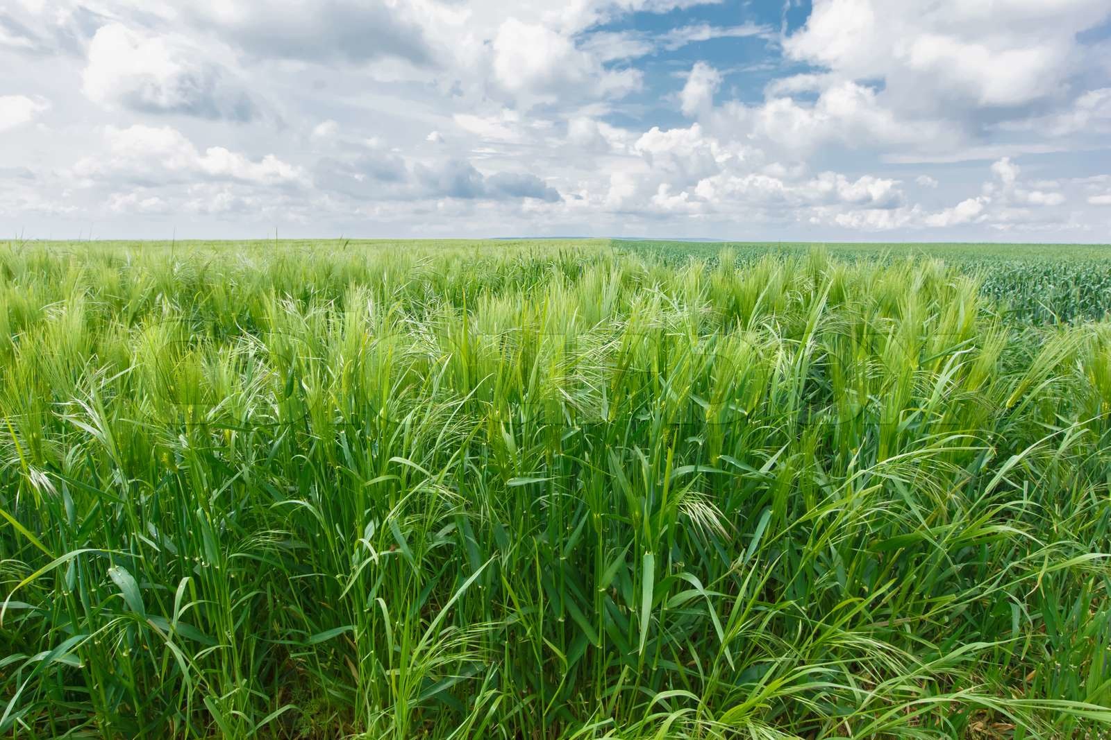 Hafer-Feld. Agrarbereich mit grüner Hafer in die Frühjahrssaison ...