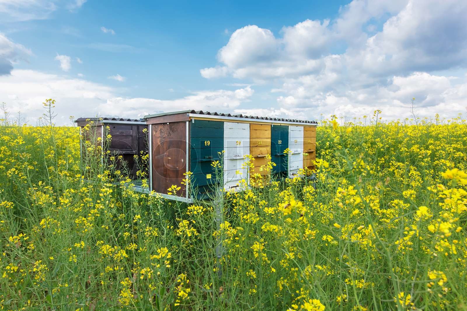 Biene Bienenstöcke im Bereich von Raps. hölzerne Bienenstöcke auf ...