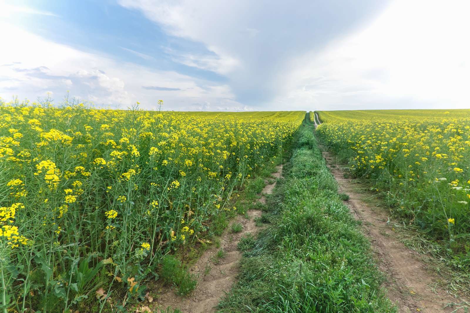 Raps-Feld. schöne Felder von Raps und eine Straße im Frühling | Stock ...