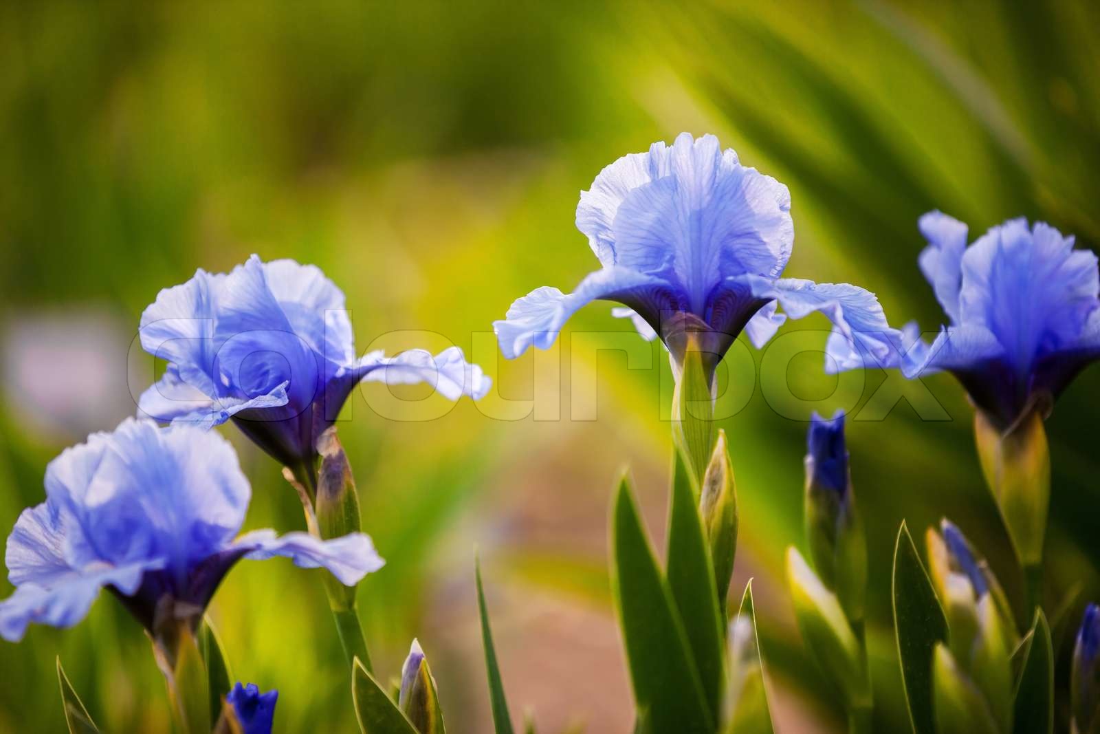 blaue Iris Blumen wachsen im Garten | Stock Bild | Colourbox