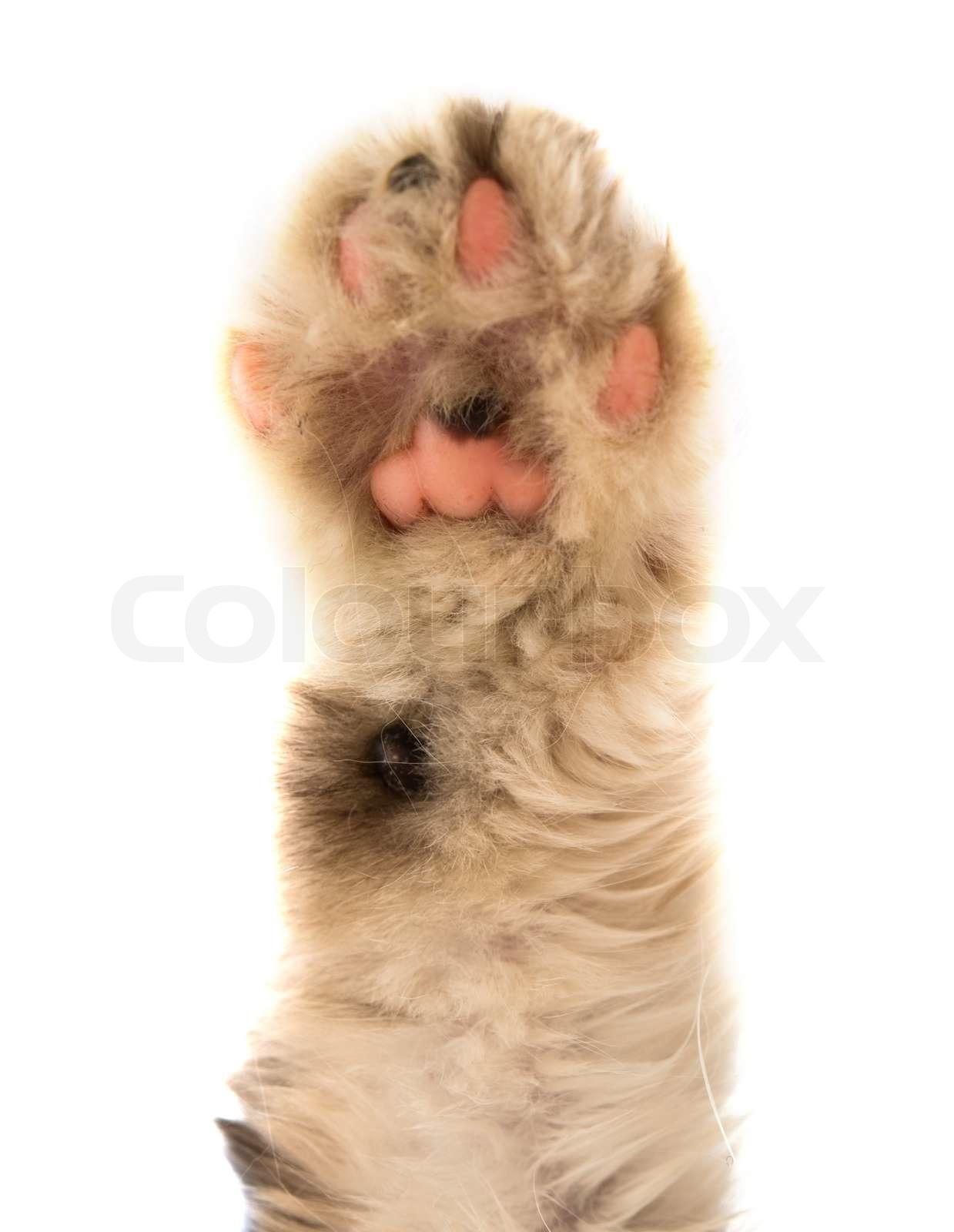 Detail of a cat paw | Stock image | Colourbox
