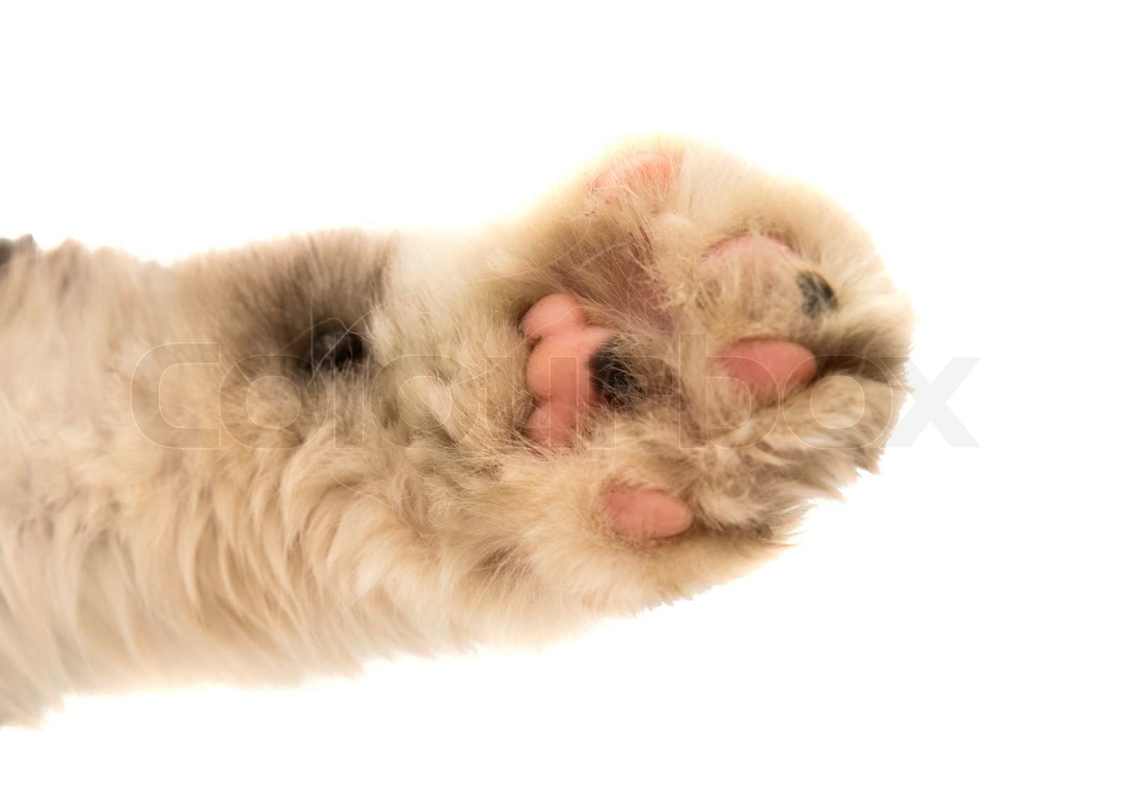 Detail of a cat paw | Stock image | Colourbox