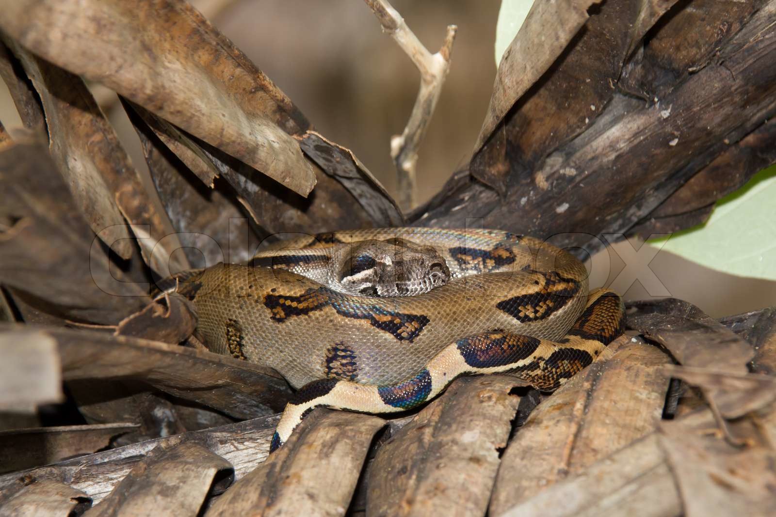 Boa Constrictor | Stock image | Colourbox