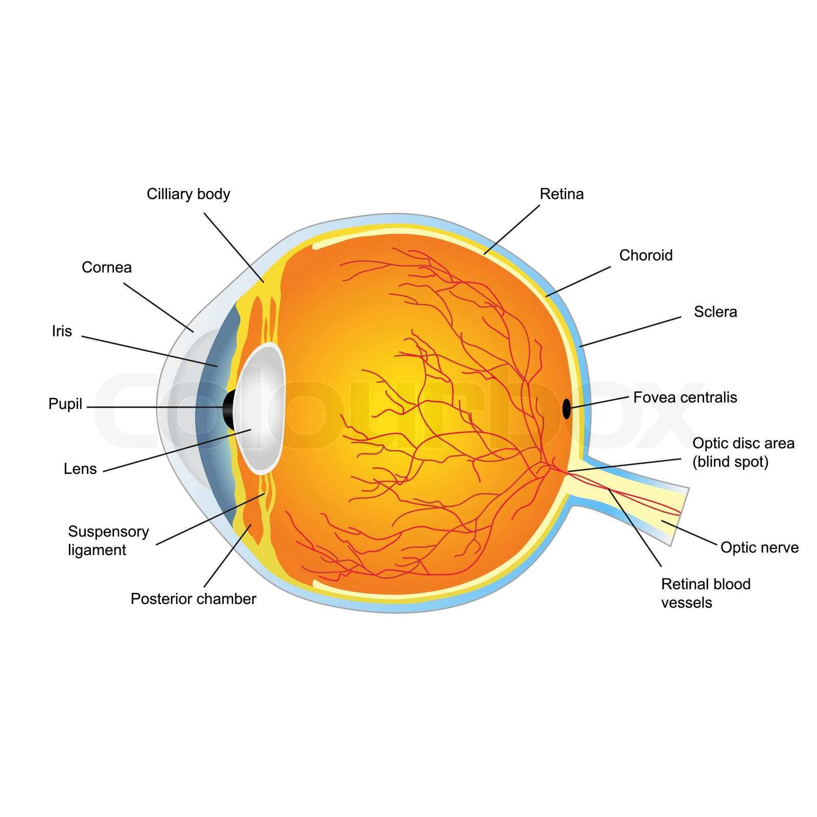 anatomische Struktur des menschlichen Auges | Stock-Vektor | Colourbox