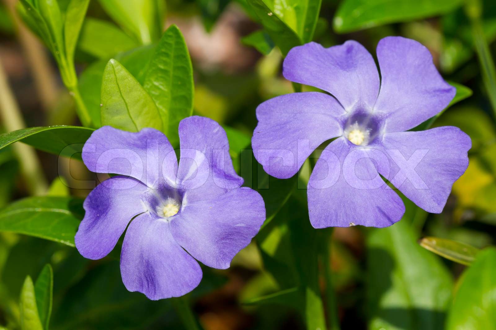 Periwinkle flowers | Stock image | Colourbox