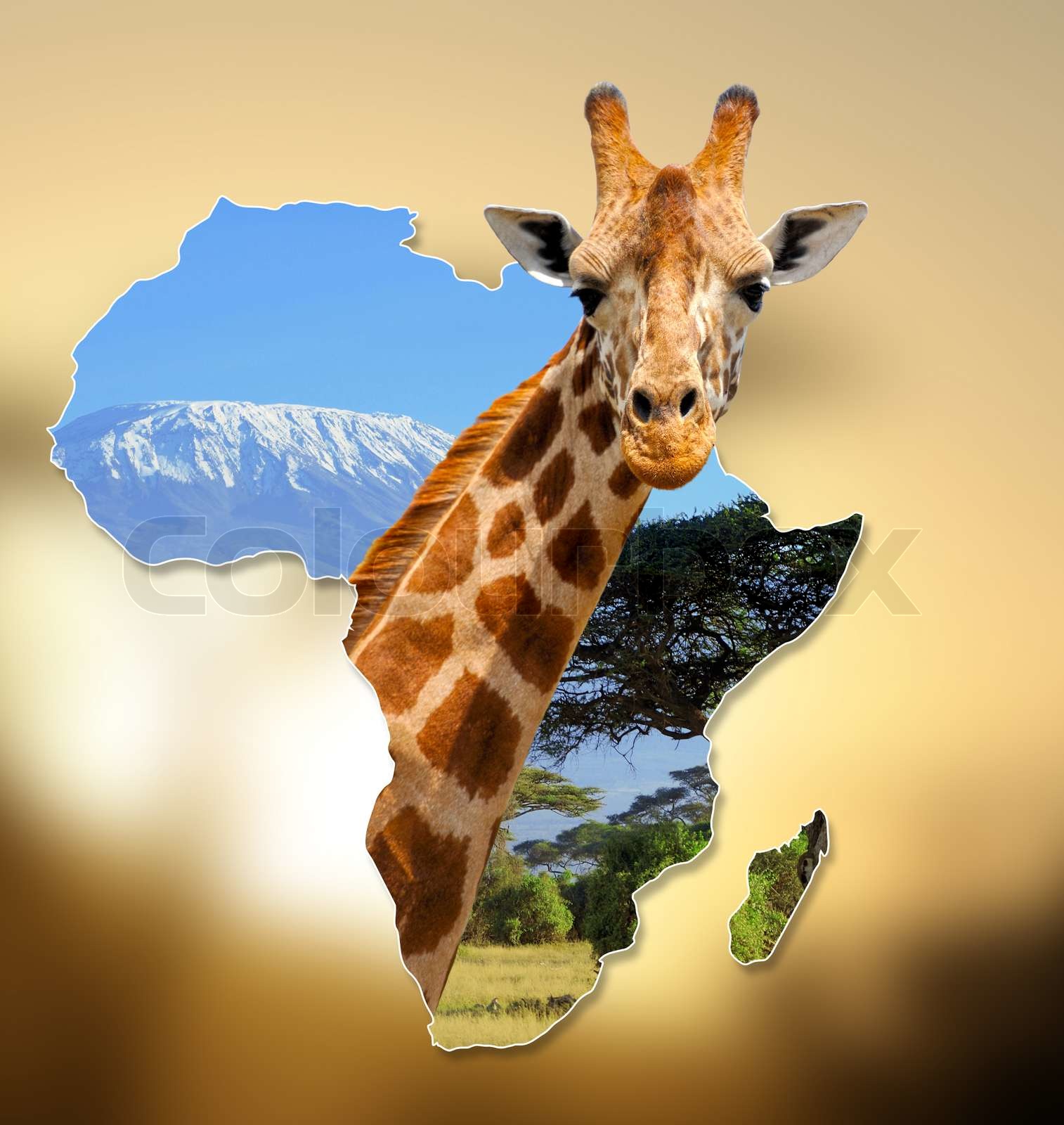 Africa Wildlife Map Design | Stock image | Colourbox