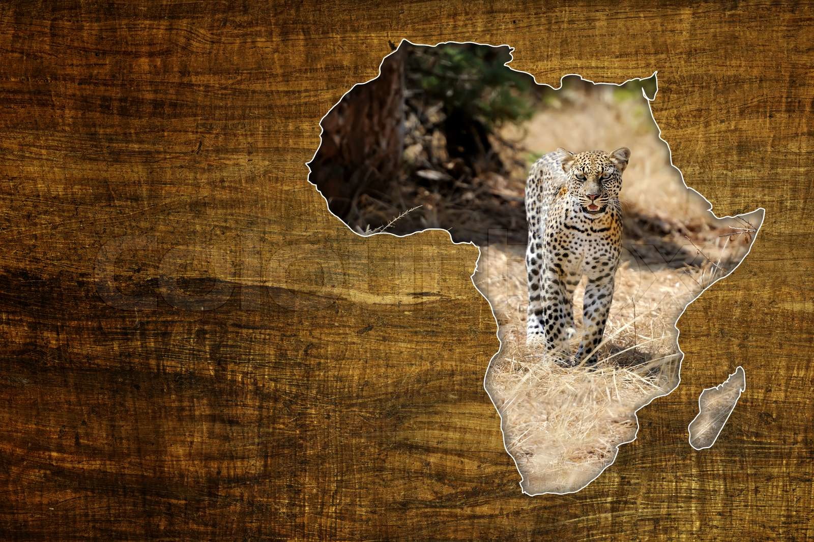 Africa Wildlife Map Design | Stock image | Colourbox