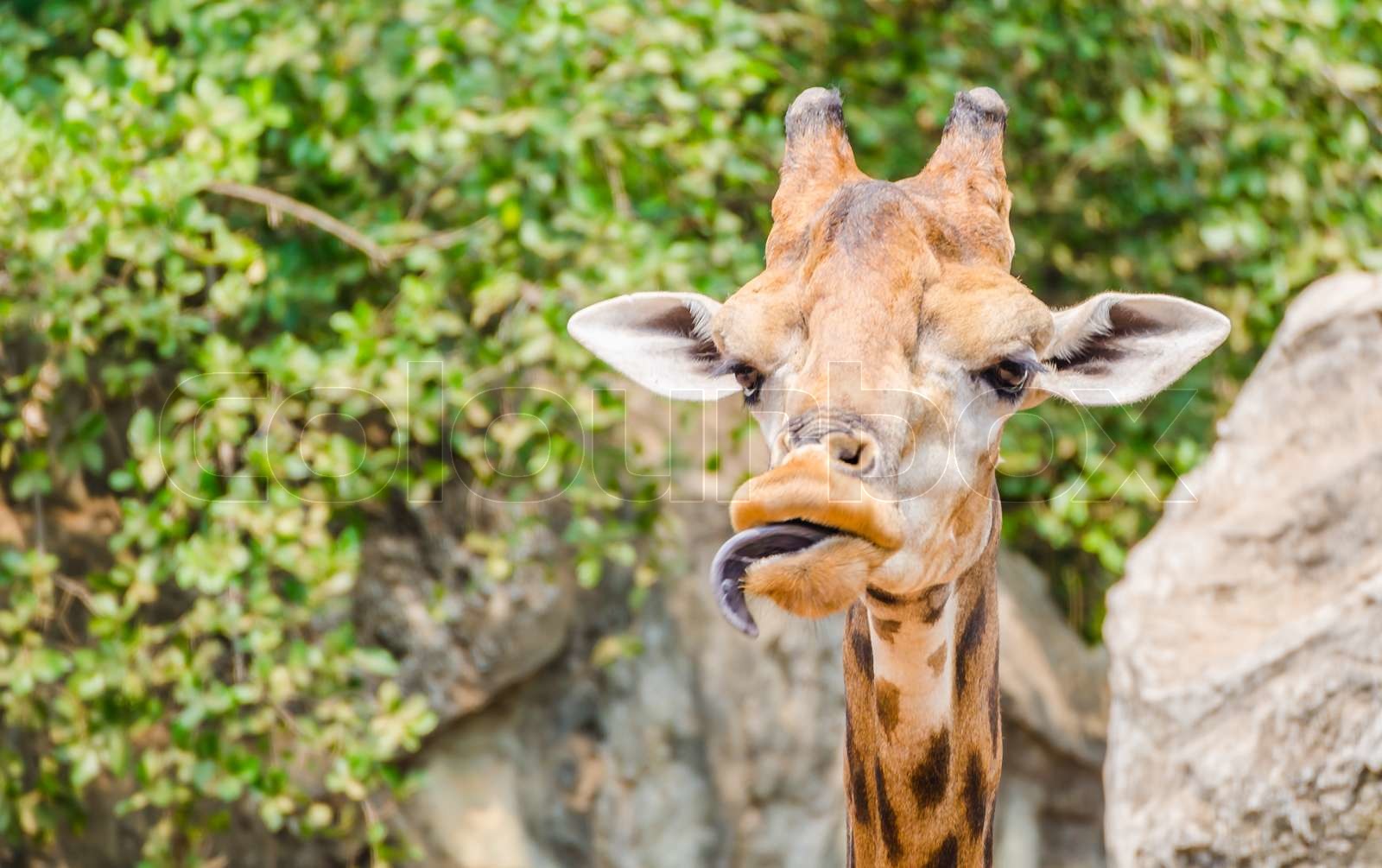 Giraffe | Stock image | Colourbox