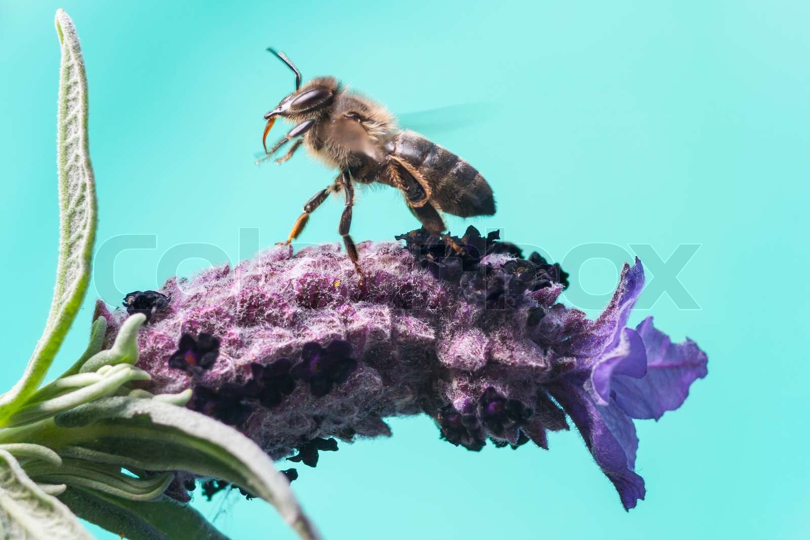 fliegende Biene | Stock Bild | Colourbox