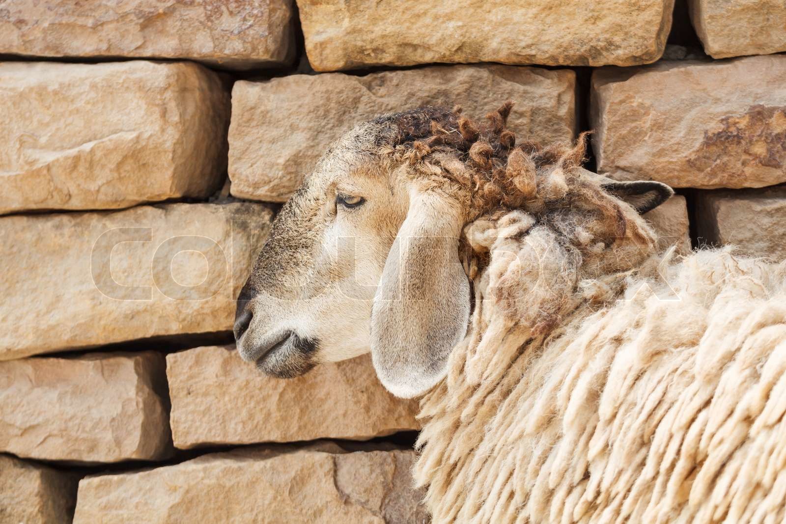 Sheep lean the wall | Stock image | Colourbox