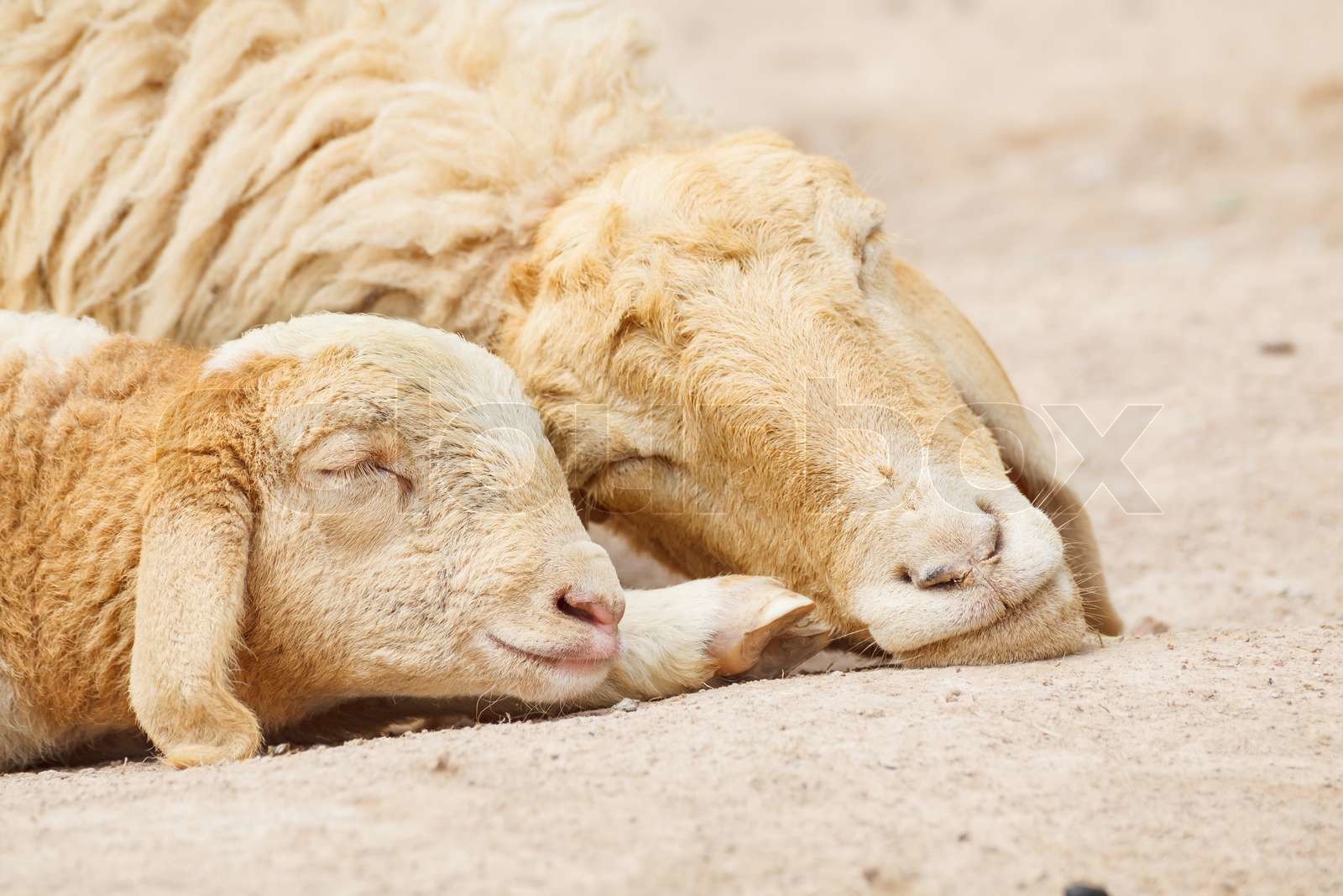 Little Lamb with Mother sheep sleeping | Stock image | Colourbox