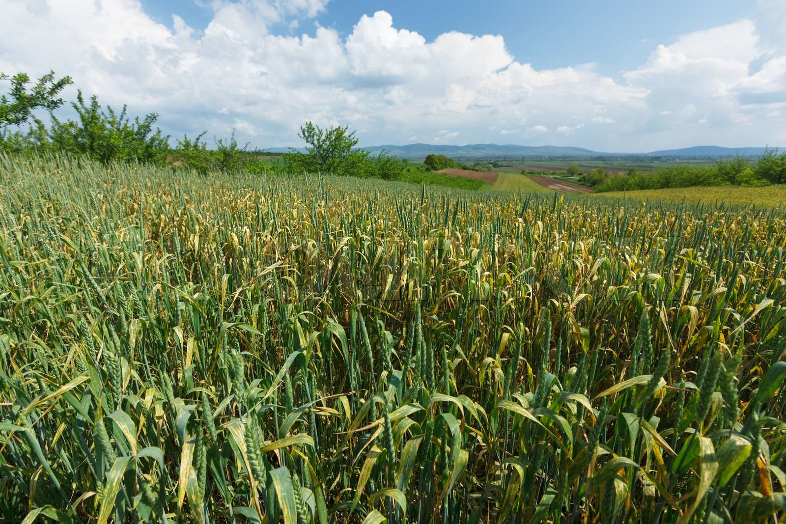 Wheat field. Yellowing of a wheat leaf caused by barley yellow dwarf ...