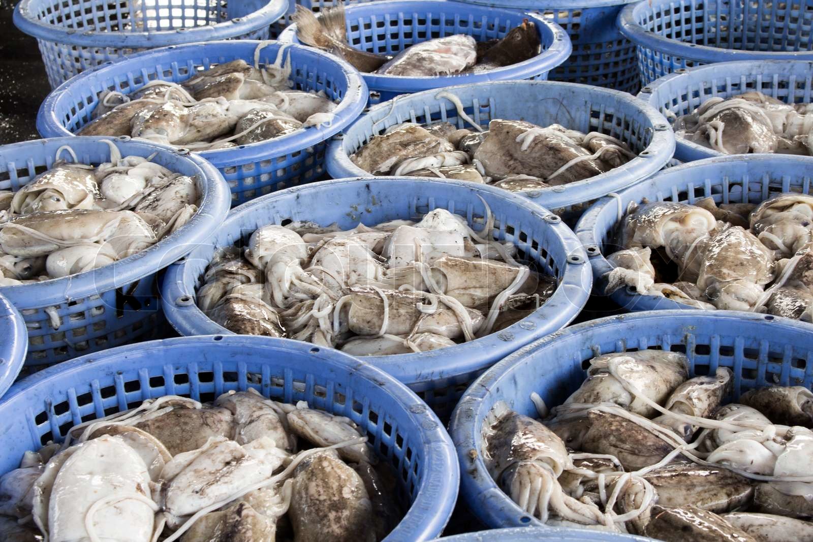 stack of fresh squid in basket sold in fish dock market | Stock image ...