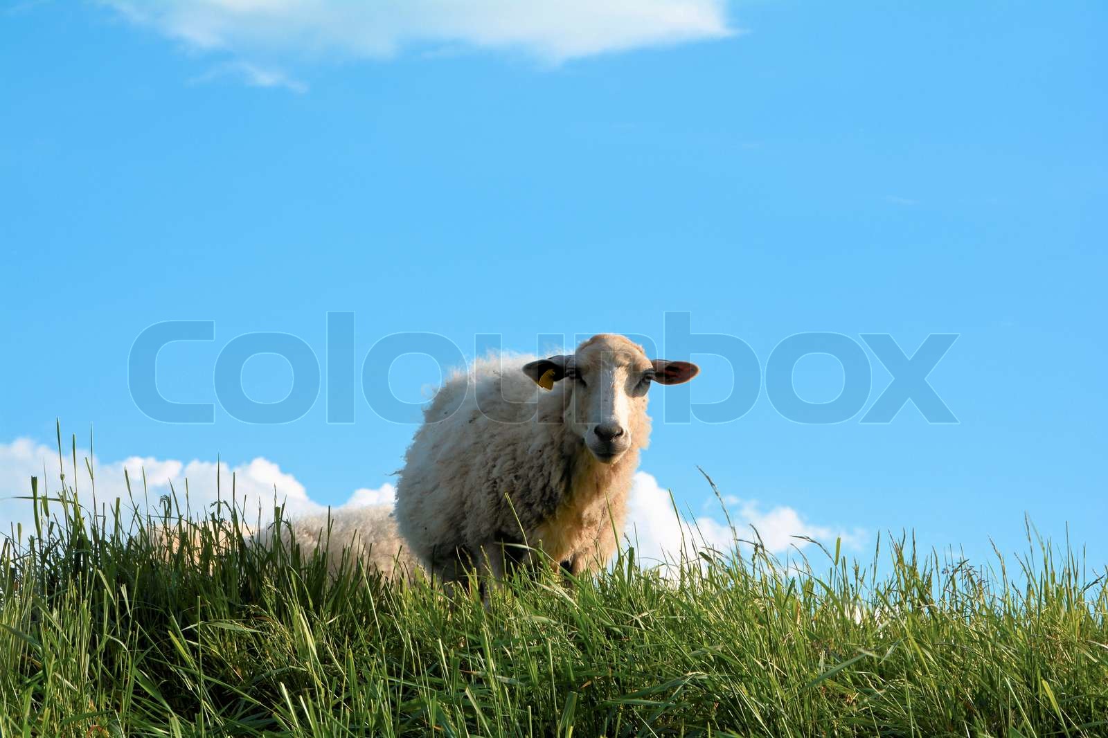 Sheep | Stock image | Colourbox