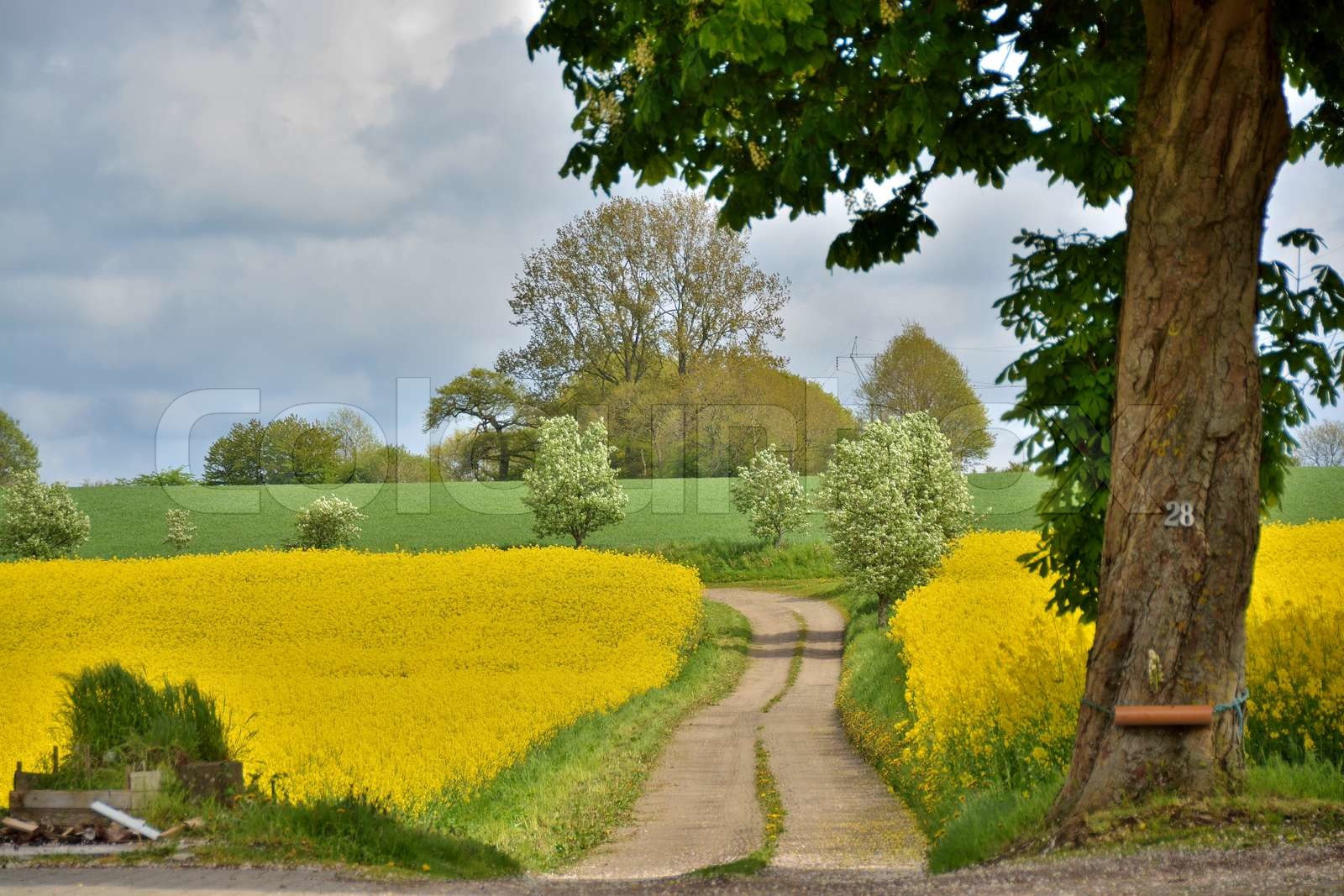 Grusvej igennem rapsmark på Sydfyn | Stock foto | Colourbox