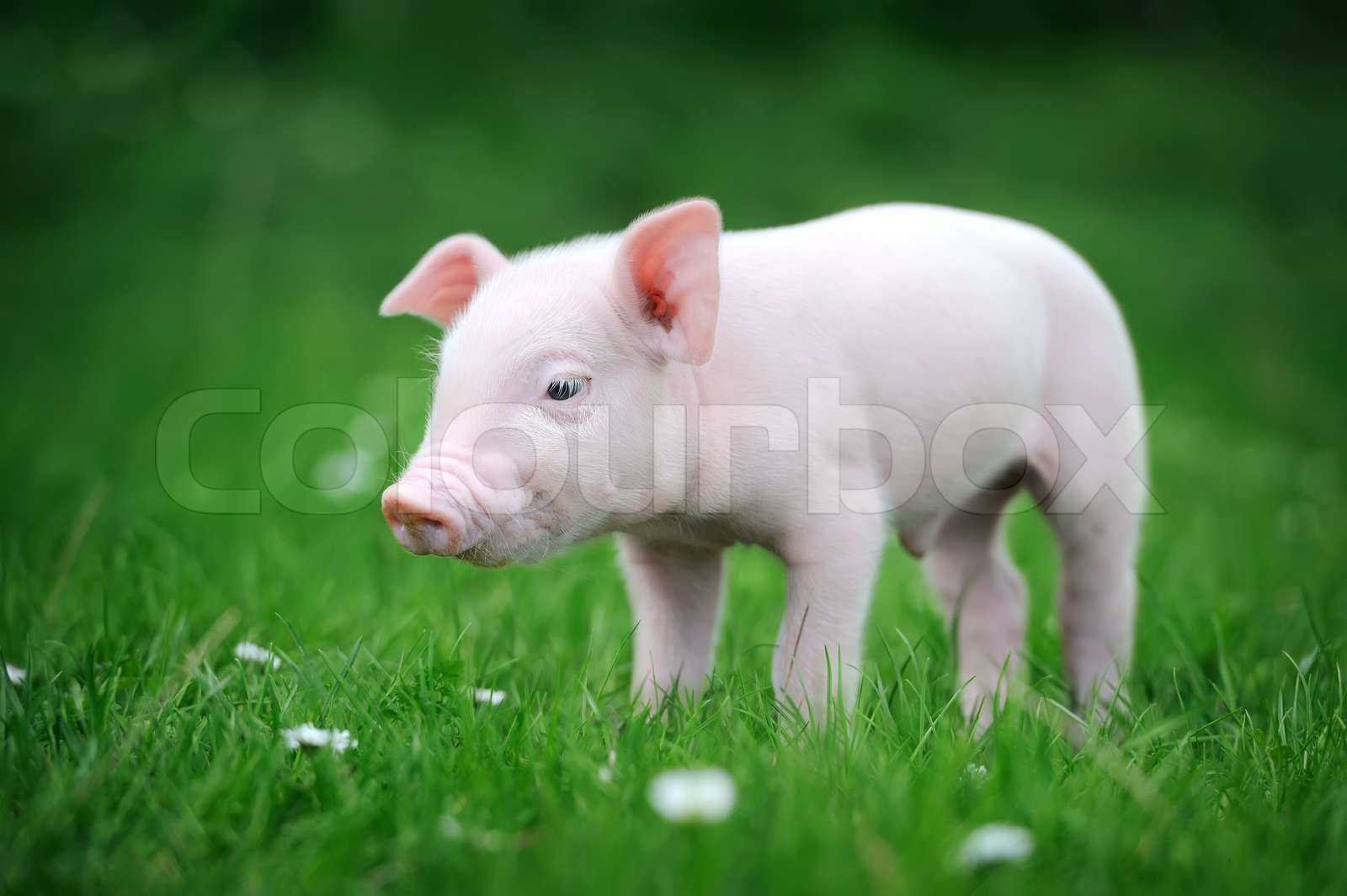 Young pig on a green grass | Stock image | Colourbox