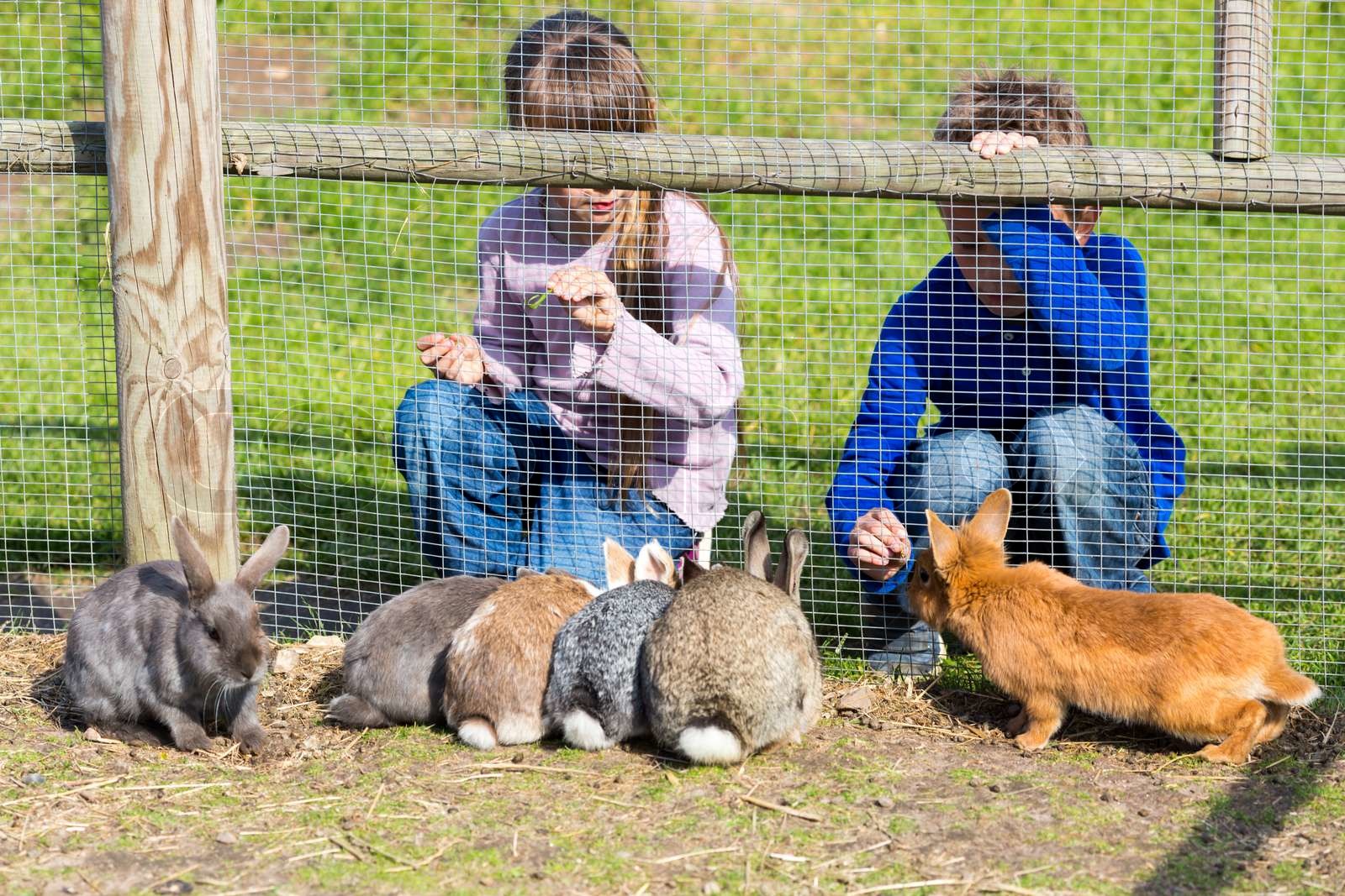 Kids feeding rabbits | Stock image | Colourbox
