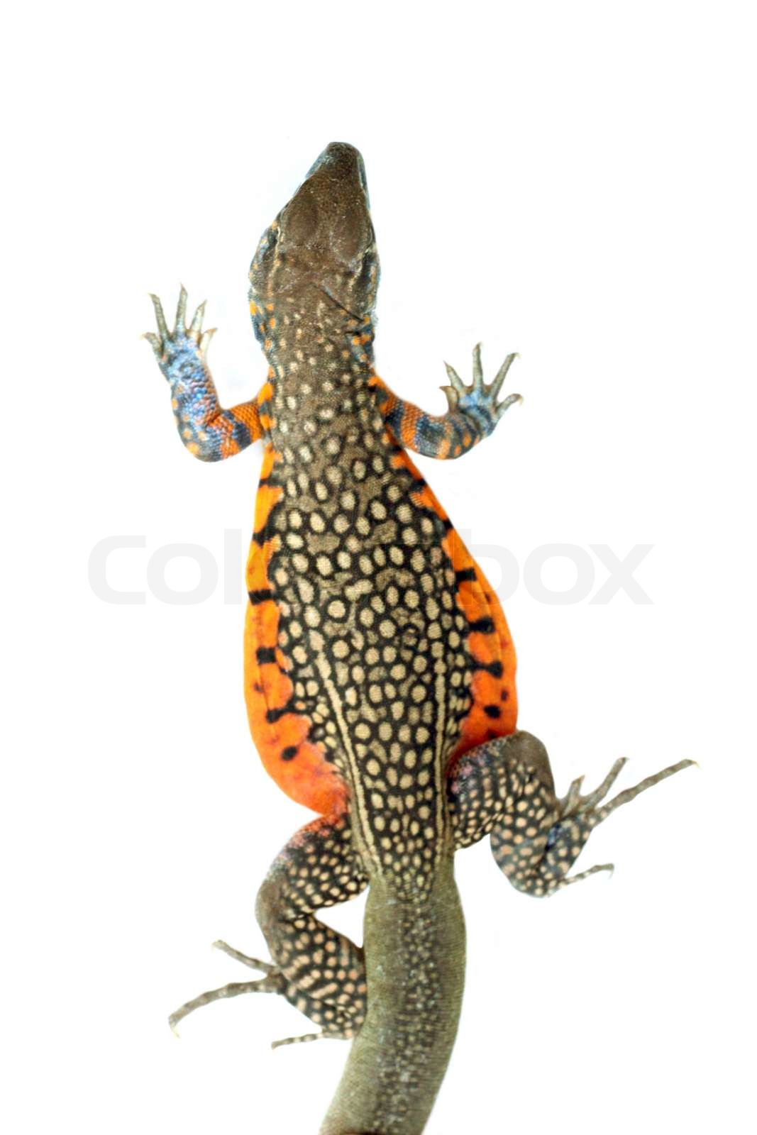 Butterfly Agama Lizard isolated | Stock image | Colourbox