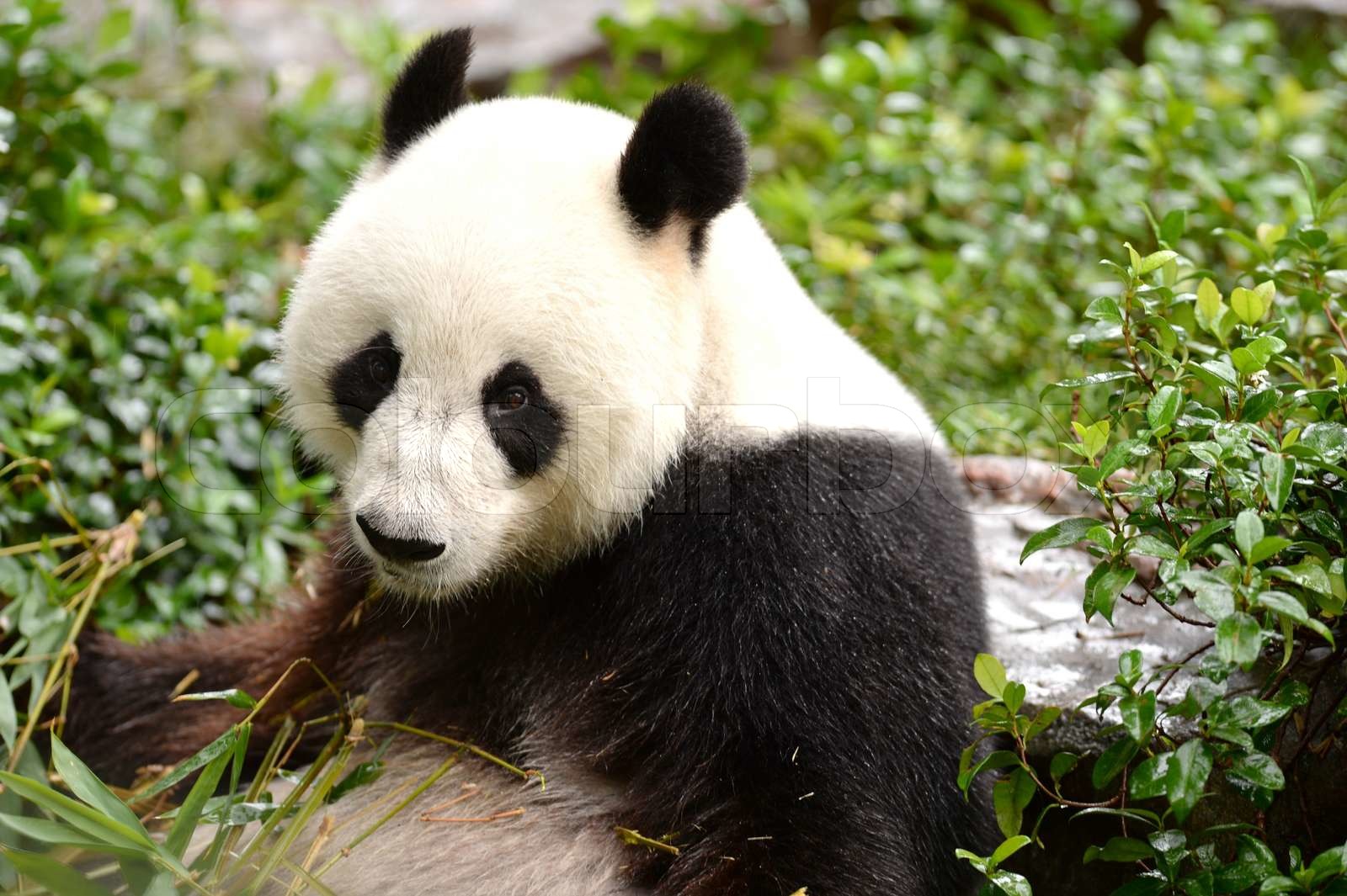 Panda | Stock image | Colourbox