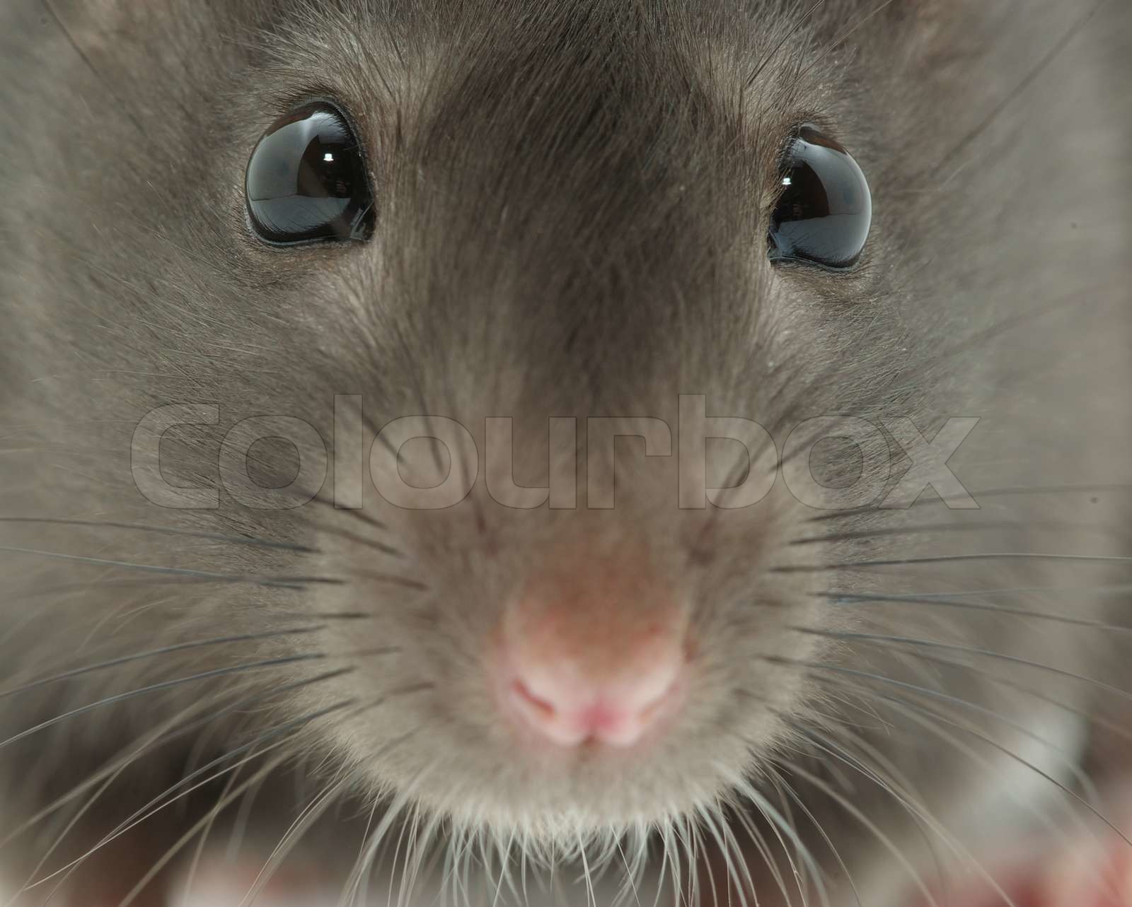 rat | Stock image | Colourbox
