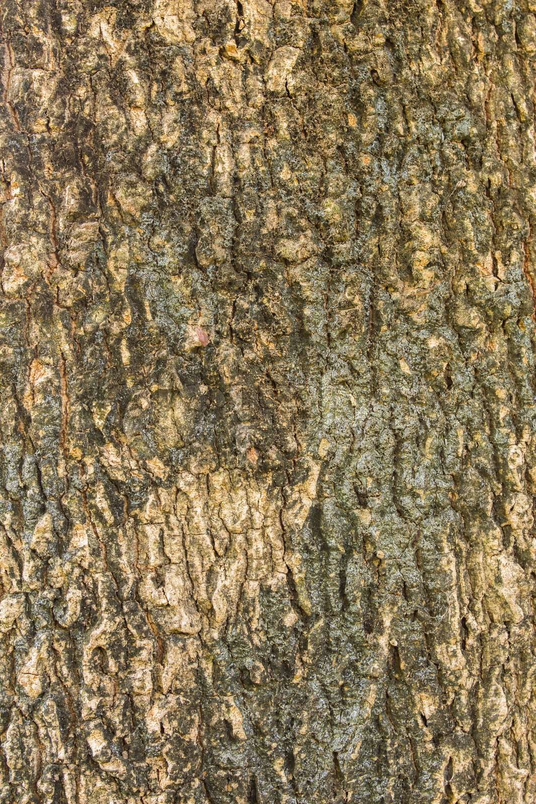 Tamarind tree bark texture | Stock image | Colourbox