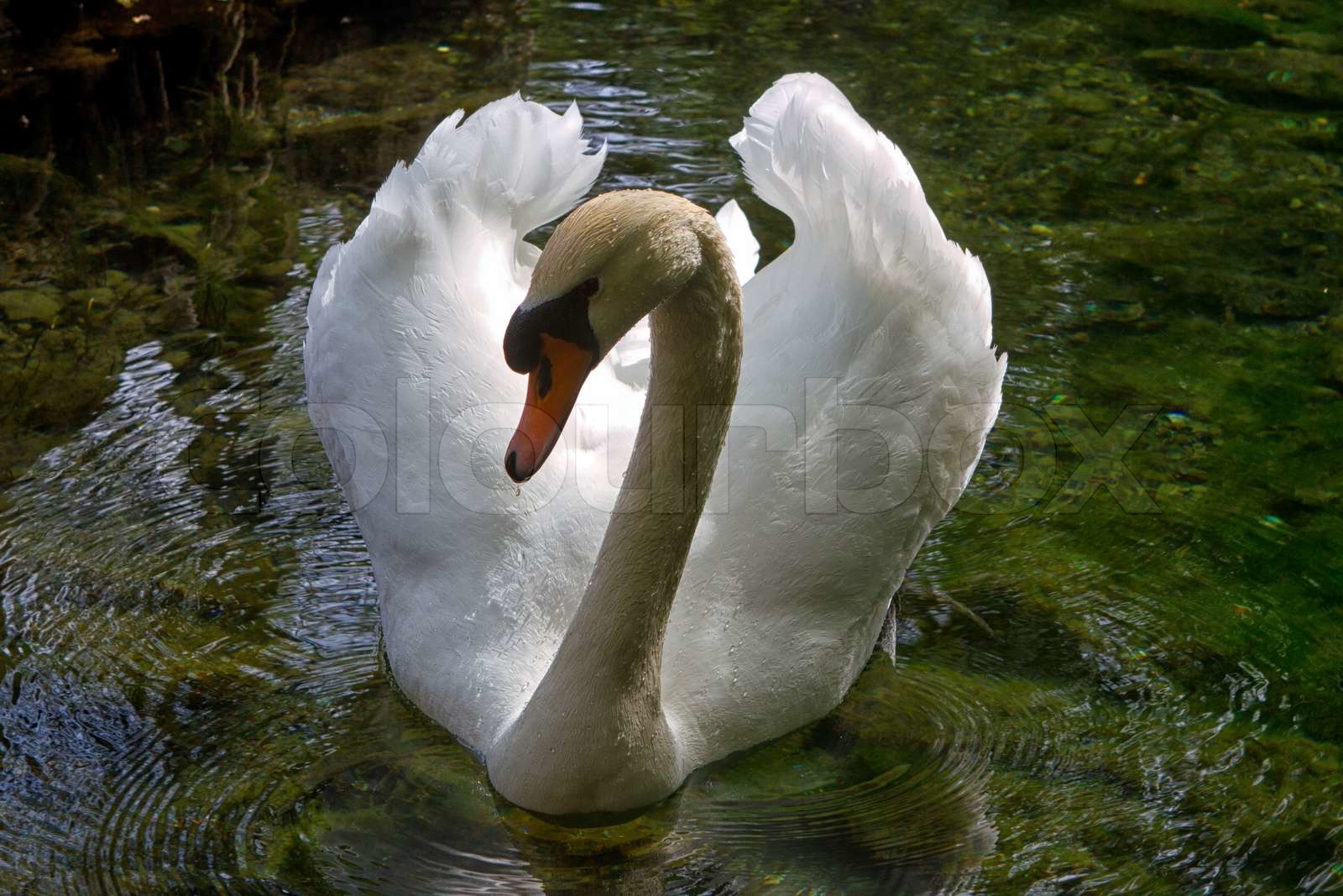 weißer Schwan | Stock Bild | Colourbox