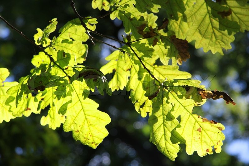 Eichen | Stock Bild | Colourbox