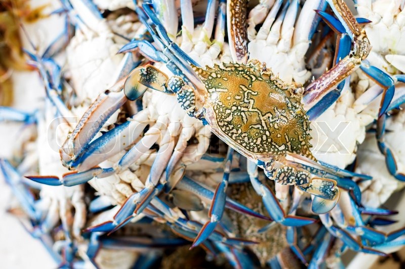 Closeup of a fresh crab at the fish ... | Stock image | Colourbox