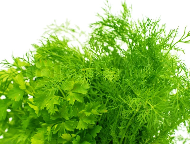 Bunch of fresh dill. Isolated on white ... | Stock image | Colourbox