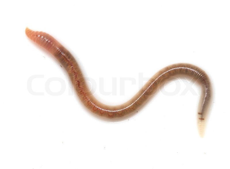 Earthworms on a white background | Stock image | Colourbox