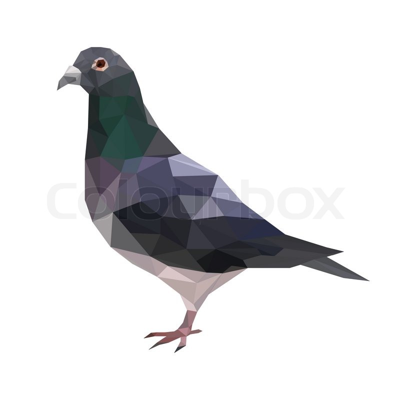 Taube | Stock-Vektor | Colourbox