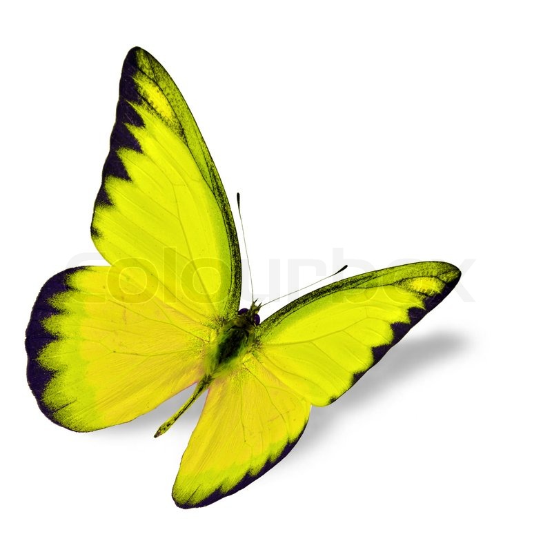 Beautiful yellow butterfly flying ... | Stock image | Colourbox