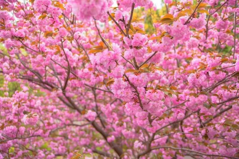Blooming double cherry blossom tree | Stock image | Colourbox