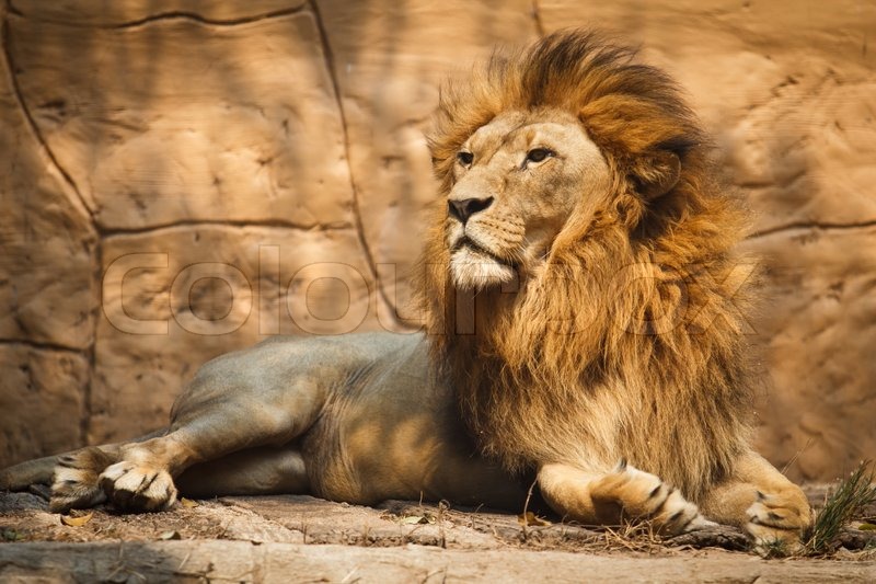 Portrait lion looking something in the ... | Stock image | Colourbox
