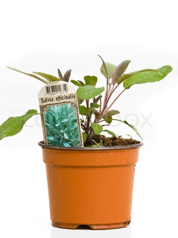 Sage plant on a pot over white ... | Stock image | Colourbox