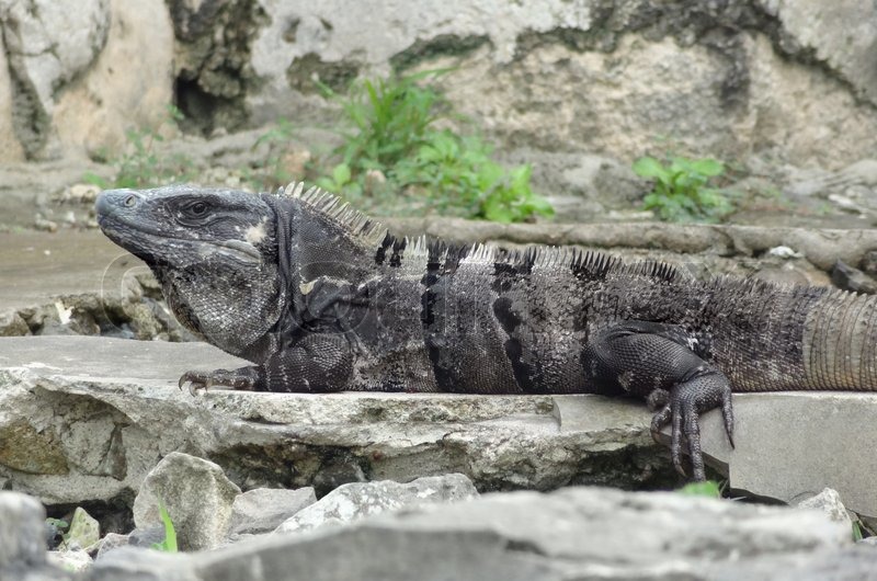 A big grey lizard resting on rock ... | Stock image | Colourbox