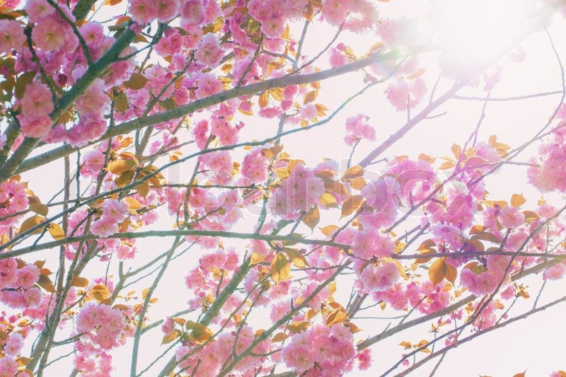 Blooming double cherry blossom tree and ... | Stock image | Colourbox