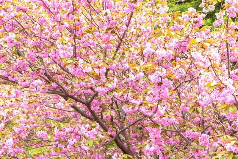 Blooming double cherry blossom tree and ... | Stock image | Colourbox