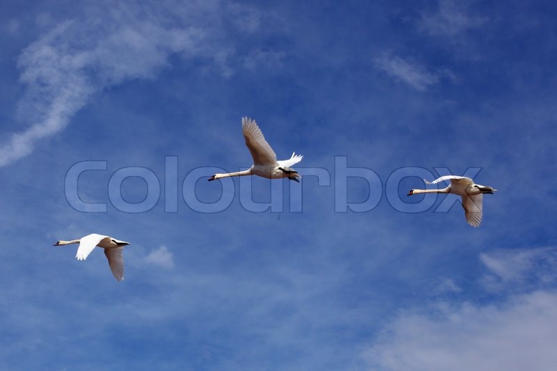 Three beautyful white swans flying in a ... | Stock image | Colourbox