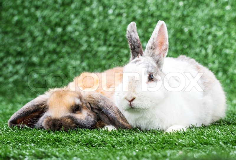 Two rabbits on a green lawn | Stock image | Colourbox