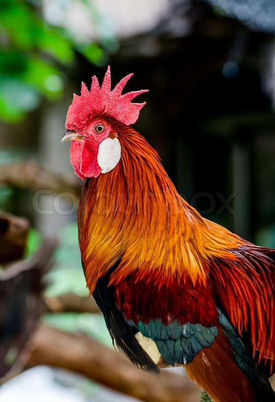 Buntes Huhn | Stock Bild | Colourbox