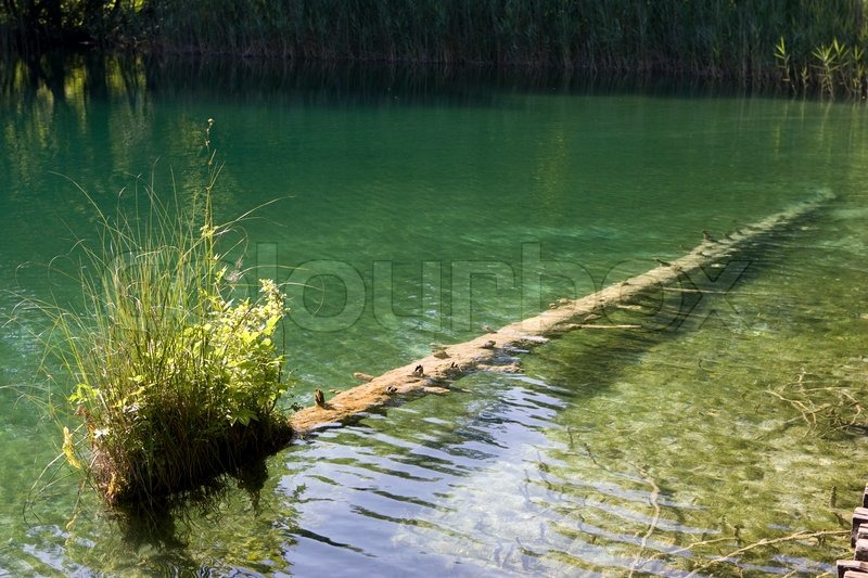 Log floating on a lake | Stock Photo | Colourbox