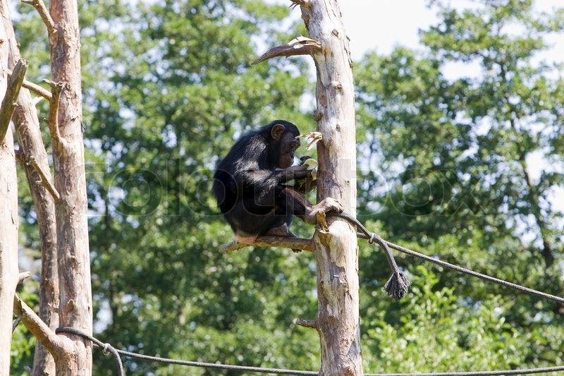 Chimpanzee in a zoo | Stock image | Colourbox