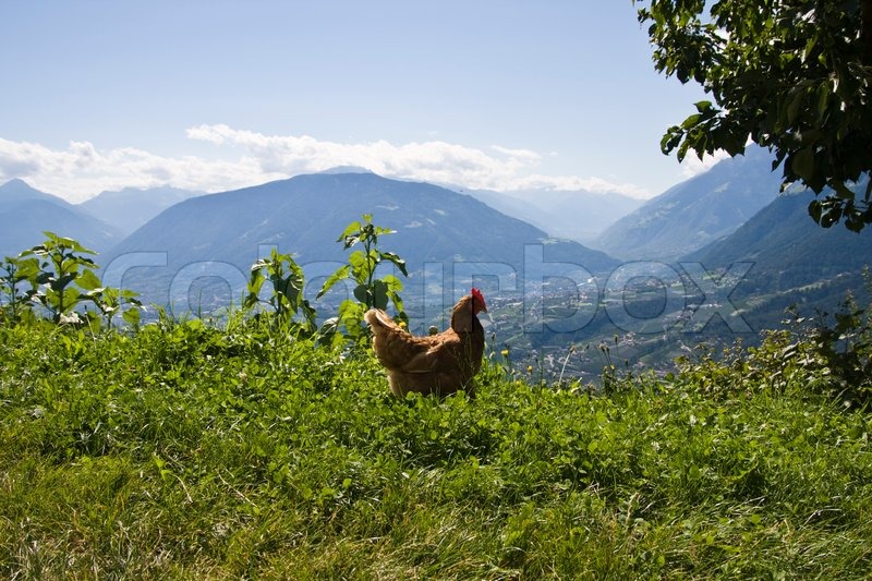 Chicken on a mountain farm | Stock image | Colourbox