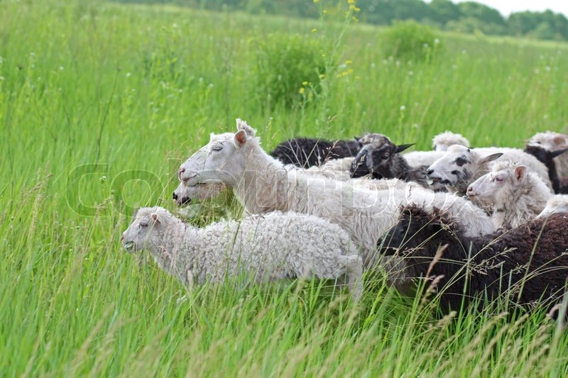 Sheep in grass in the mountain. | Stock image | Colourbox