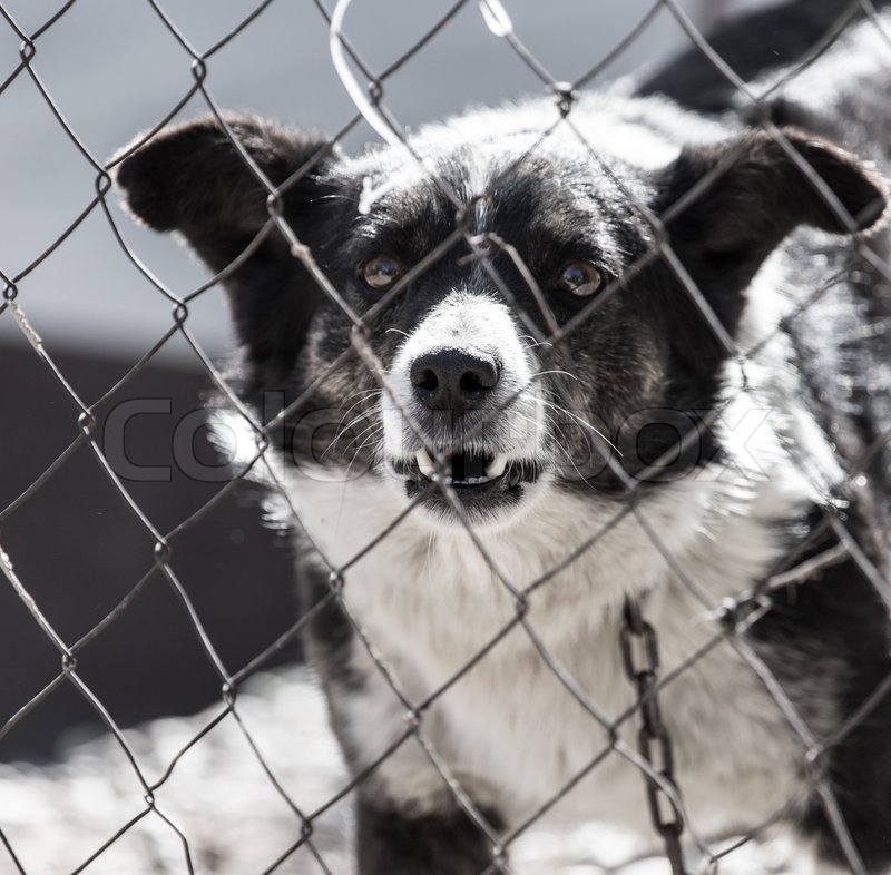 Angry dog behind a fence | Stock image | Colourbox
